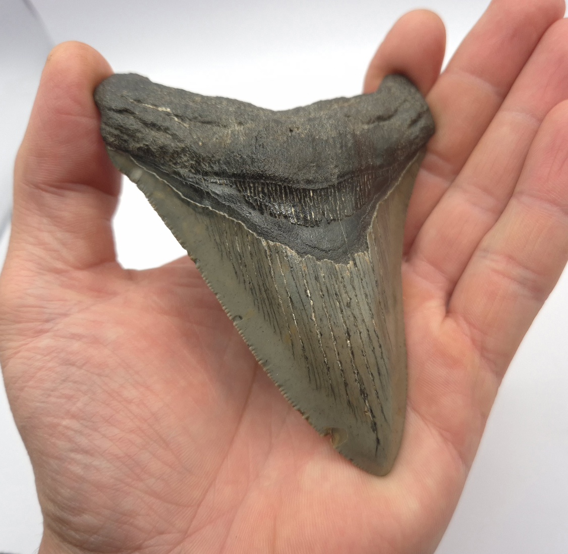 Scuba Diving. Megalodon Haizahn USA - Megalodon Shop